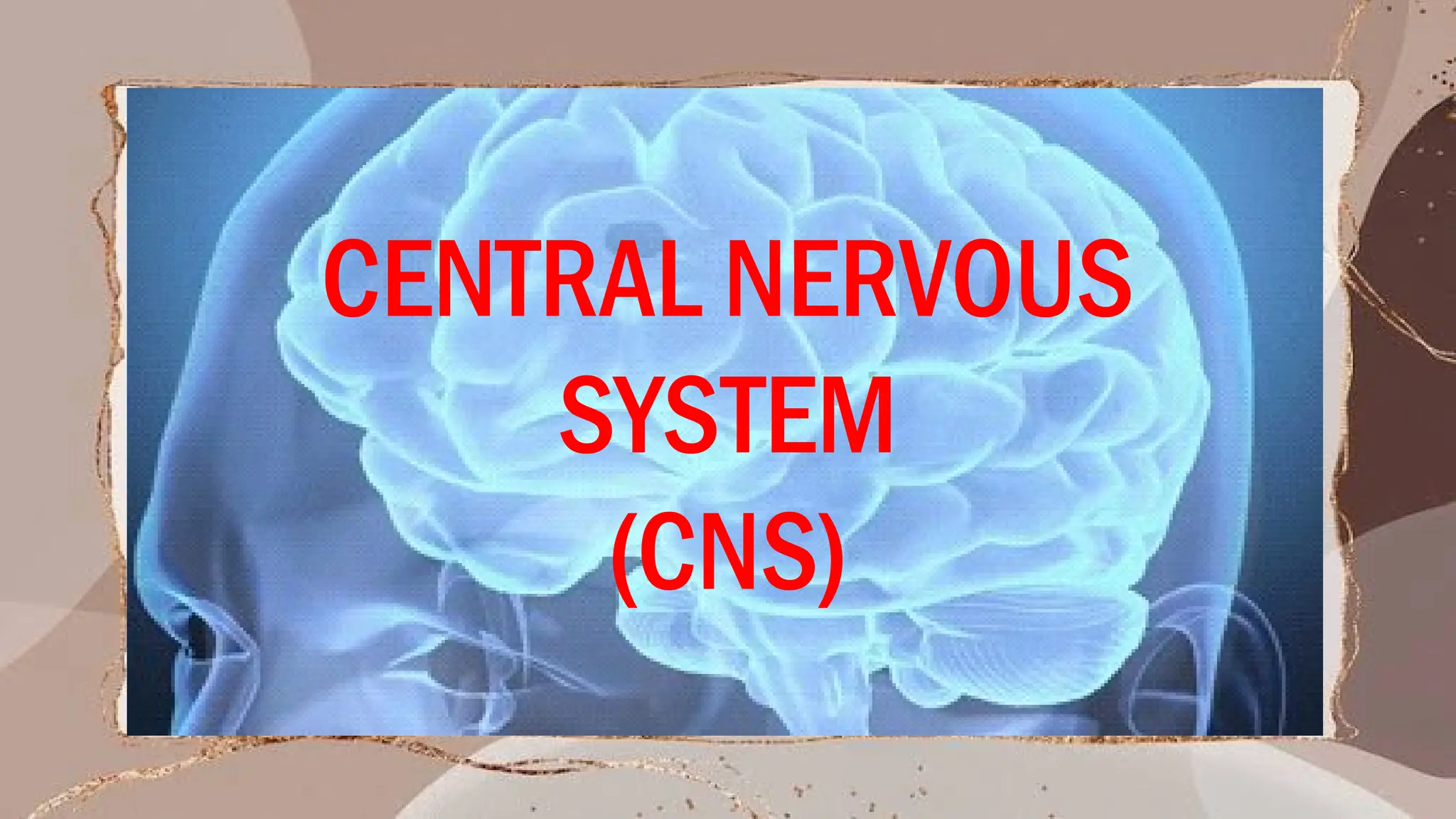 BRAIN_CENTRAL NERVOUS SYSTEM - SCIENCE 10 | PPT