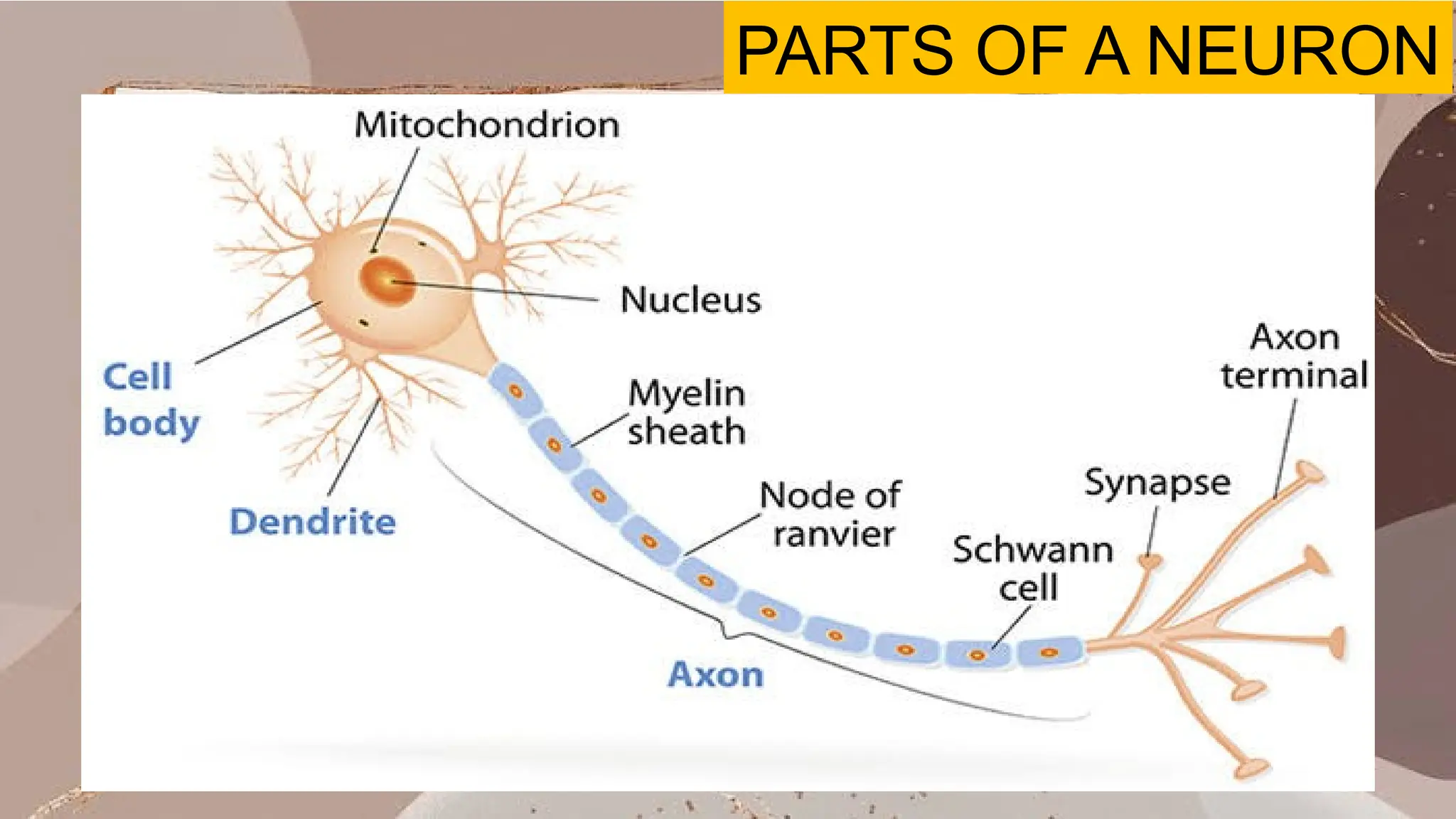 BRAIN_CENTRAL NERVOUS SYSTEM - SCIENCE 10 | PPT