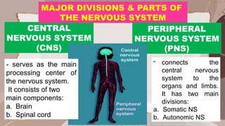 BRAIN_CENTRAL NERVOUS SYSTEM - SCIENCE 10 | PPT