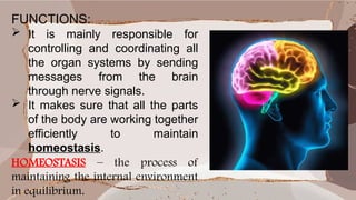 BRAIN_CENTRAL NERVOUS SYSTEM - SCIENCE 10 | PPT