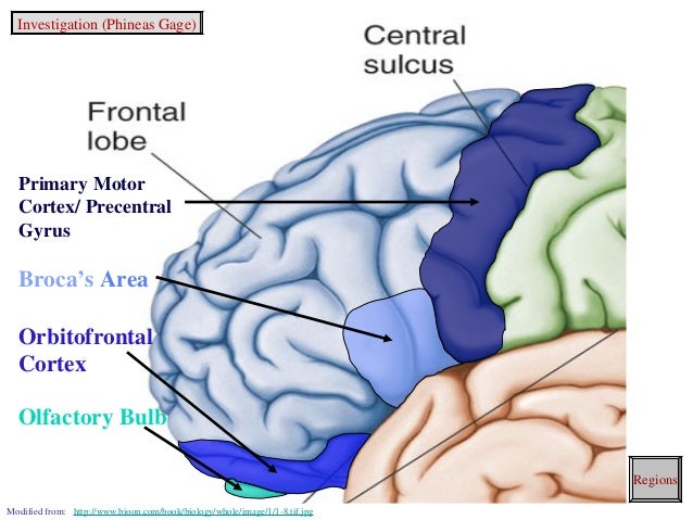 Brain cortical regions and functions