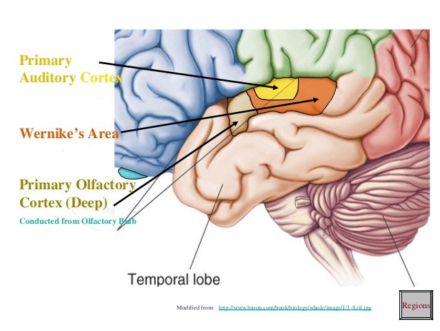Brain cortical regions and functions
