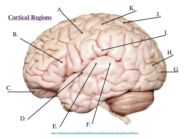 Brain cortical regions and functions