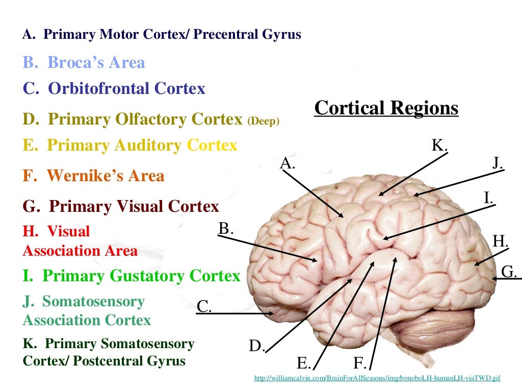 Brain cortical regions and functions