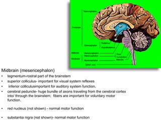 brain and cranial nerve | PPT
