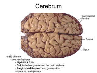 brain and cranial nerve | PPT