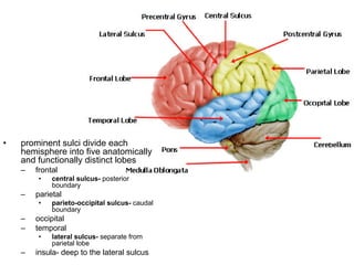 brain and cranial nerve | PPT