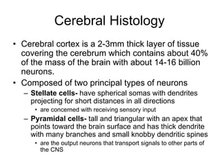brain and cranial nerve | PPT
