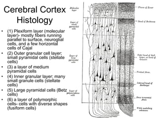 brain and cranial nerve | PPT
