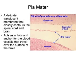 brain and cranial nerve | PPT