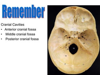 brain and cranial nerve | PPT