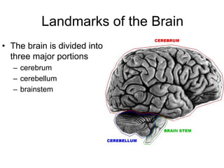 brain and cranial nerve | PPT