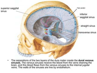 brain and cranial nerve | PPT