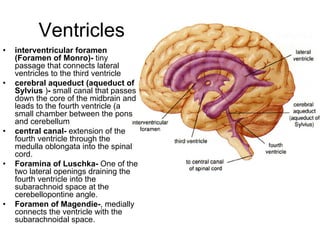 brain and cranial nerve | PPT