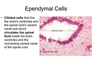 brain and cranial nerve | PPT