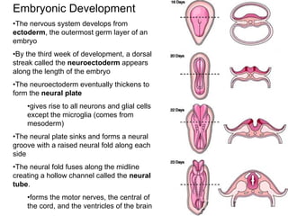 brain and cranial nerve | PPT