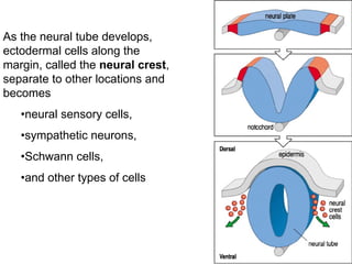 brain and cranial nerve | PPT