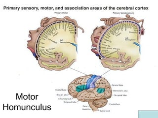 brain and cranial nerve | PPT