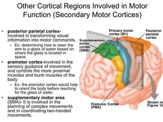 brain and cranial nerve | PPT