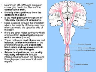 brain and cranial nerve | PPT