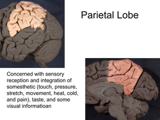brain and cranial nerve | PPT