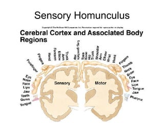 brain and cranial nerve | PPT