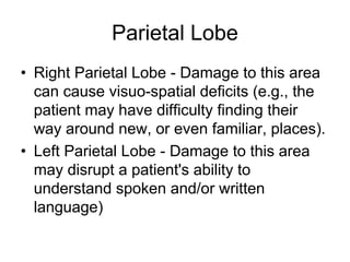 brain and cranial nerve | PPT