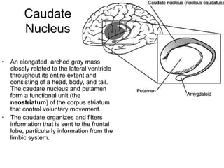 brain and cranial nerve | PPT