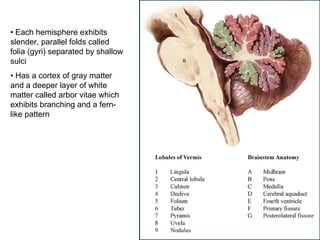 brain and cranial nerve | PPT