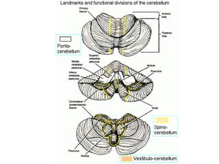 brain and cranial nerve | PPT