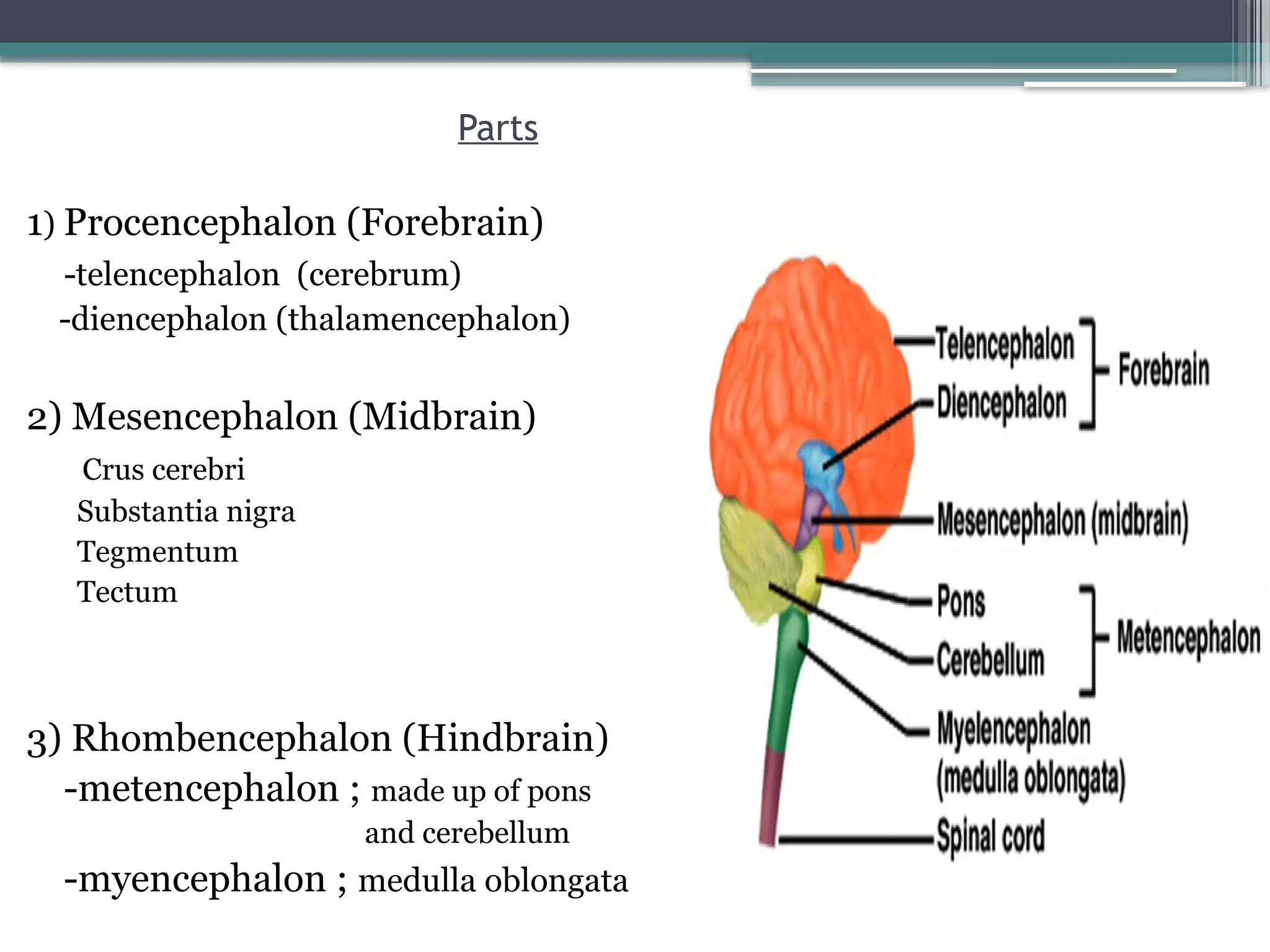 Brain Anatomy cross-sectional for radiology students | PPTX