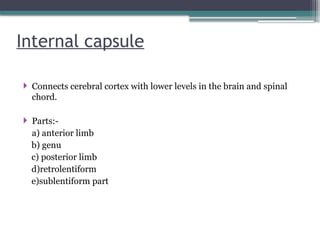 Brain Anatomy cross-sectional for radiology students | PPTX