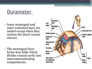 Brain Anatomy cross-sectional for radiology students | PPTX