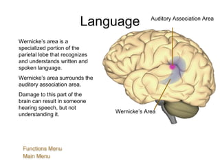 Brain CT Anatomy and Basic Interpretation Part I | PPT