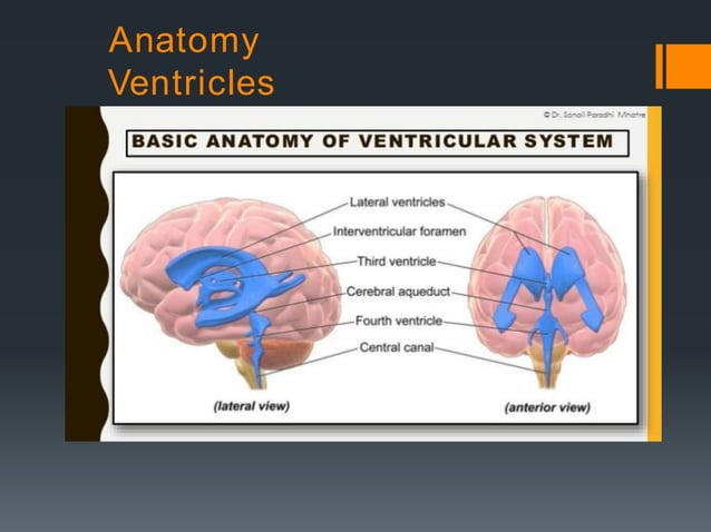Brain ct interpretation.pdf | Brain and Nervous System Disorders ...