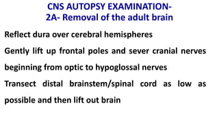 Brain cut up for the general pathologist | PPT