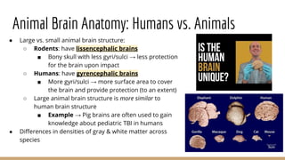 Brain Damage in Animals | PPT
