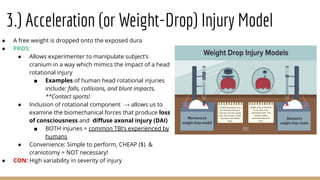 Brain Damage in Animals | PPT
