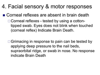 Brain death | PPT
