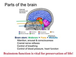 Brain death | PPT