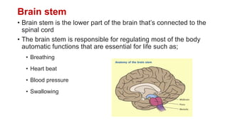 BRAIN DEATH | PPT