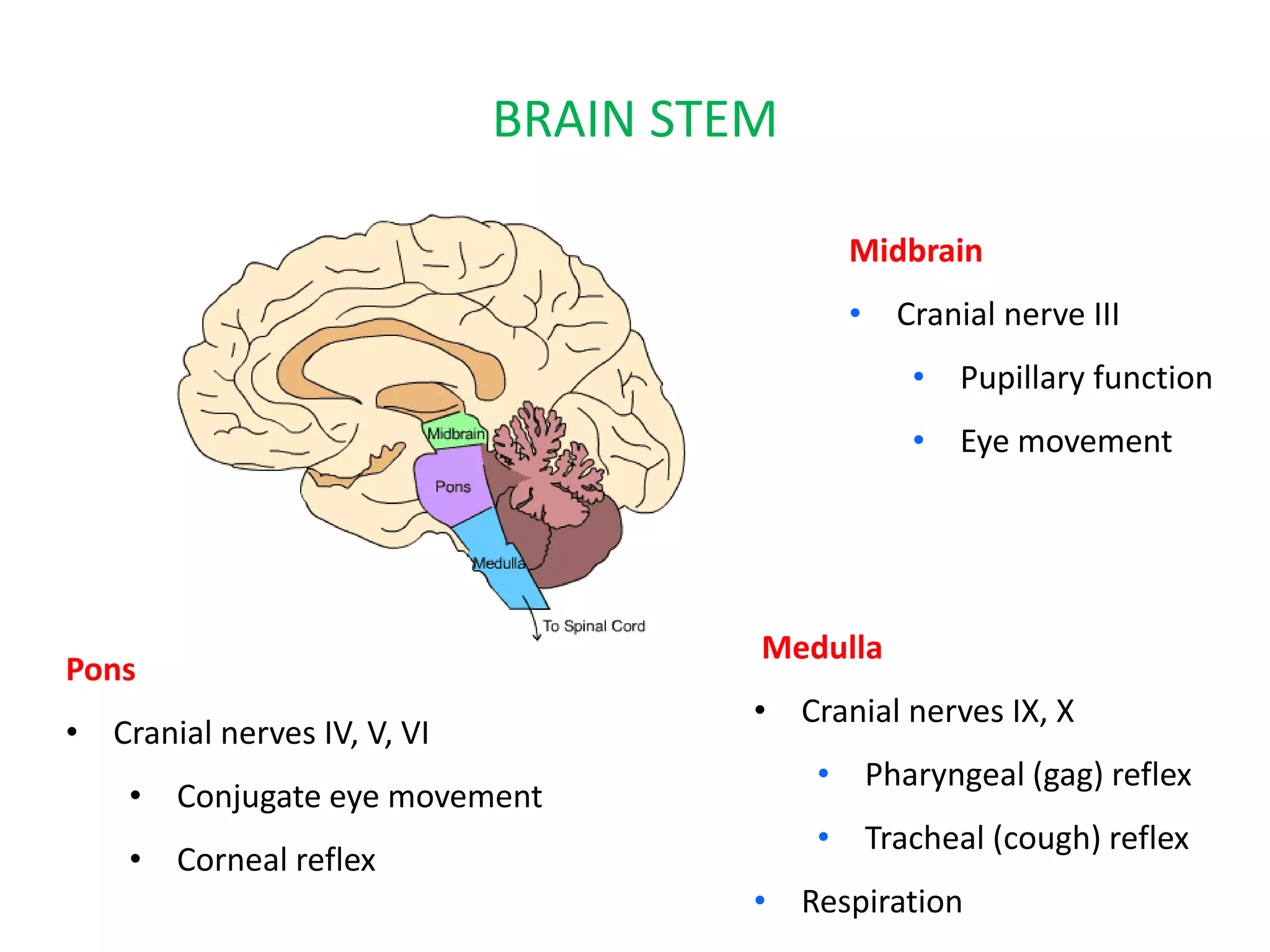 Brain death and care for cadaveric organ donar | PPT
