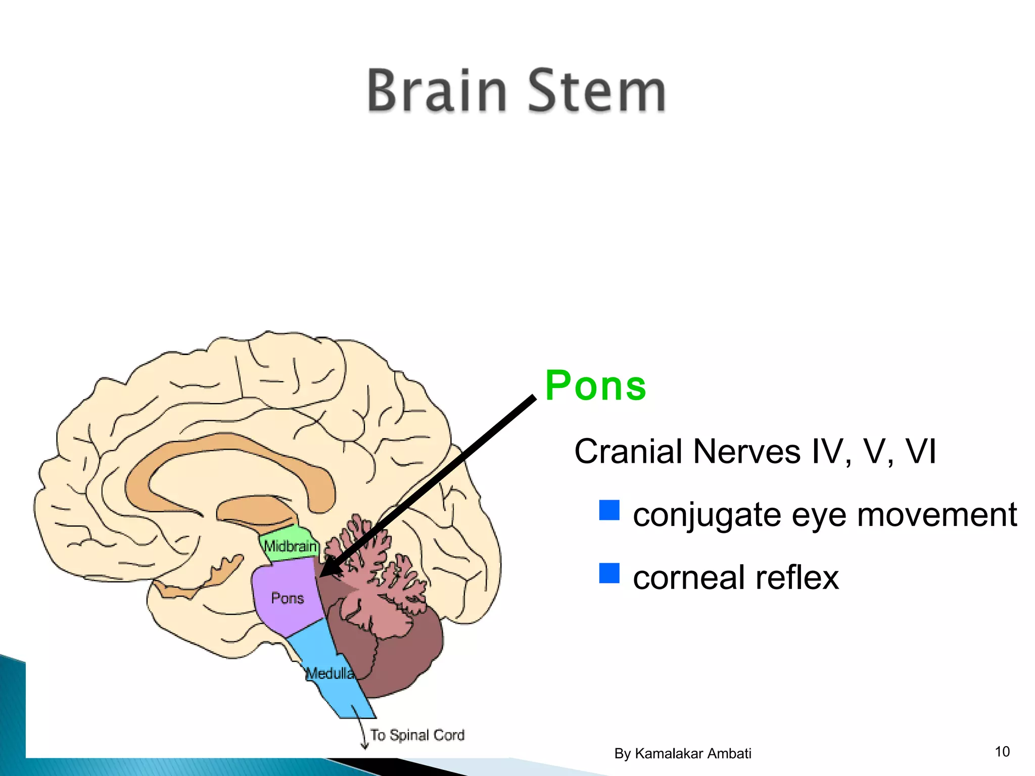 Brain death assessment basic principles | PPT