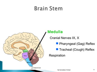 Brain death assessment basic principles | PPT