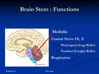 Brain death presentation | PPTX