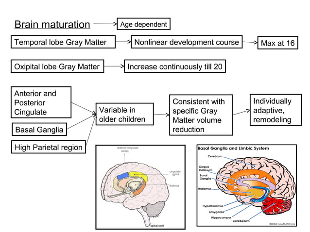 Brain developm adhd2 | PPT | Brain and Nervous System Disorders ...