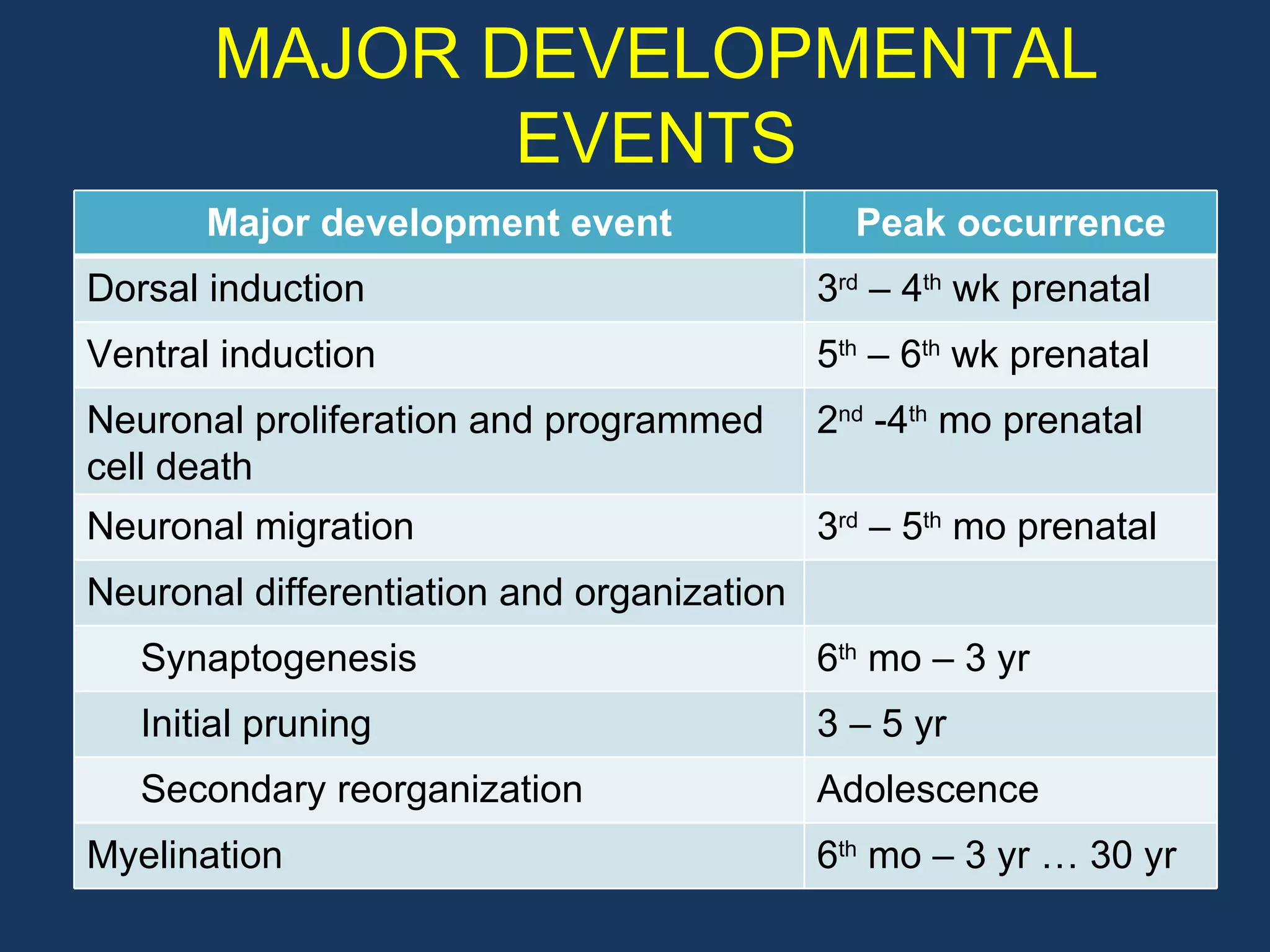 Brain development | PPT