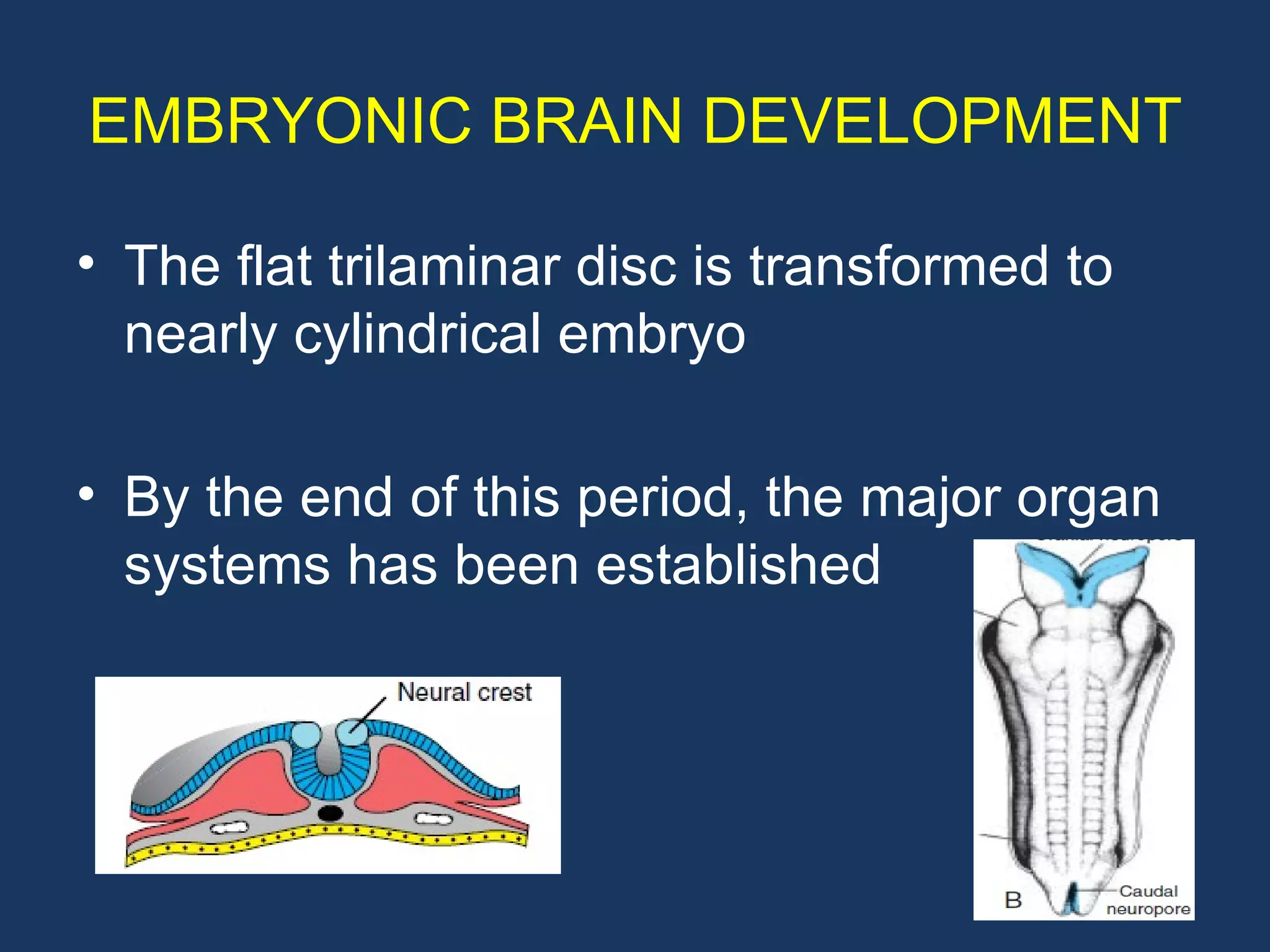 Brain development | PPT