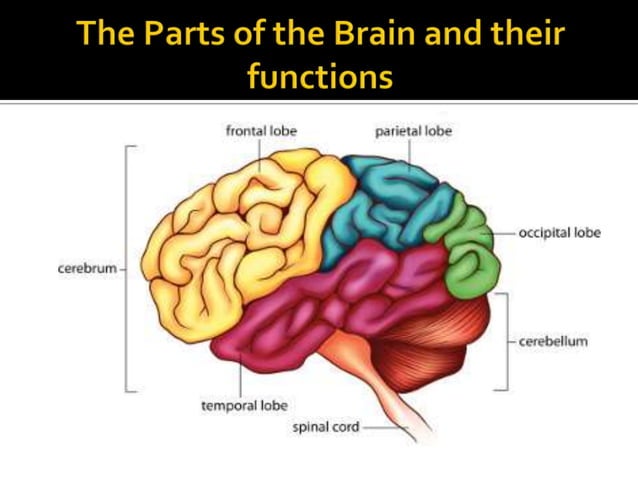 Brain Development | PPT