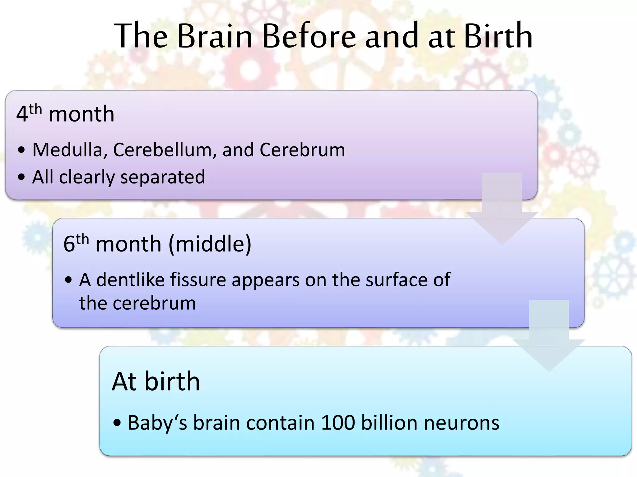 Brain development | PPTX